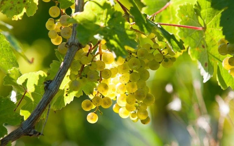 Weine – Weingut Sailler | Osann